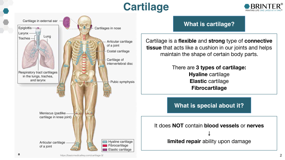 Cartilage Tissue Diagram