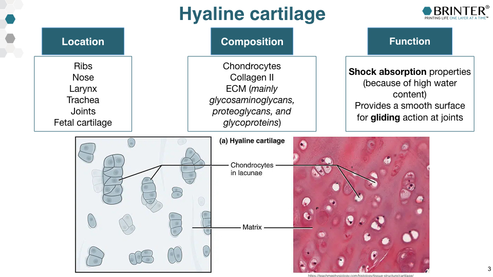 Cartilage Tissue Diagram
